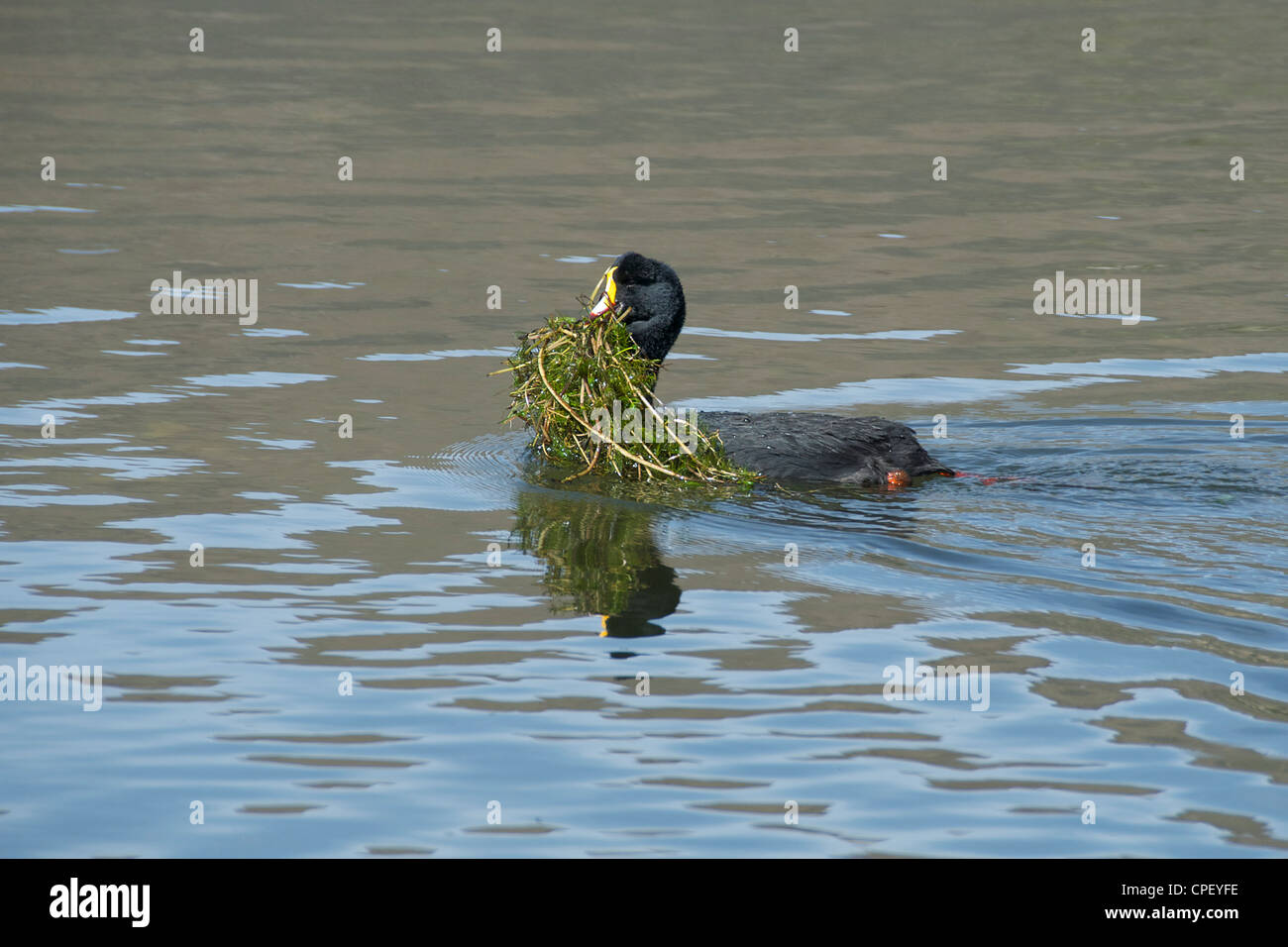 Giant coot nest hi-res stock photography and images - Alamy