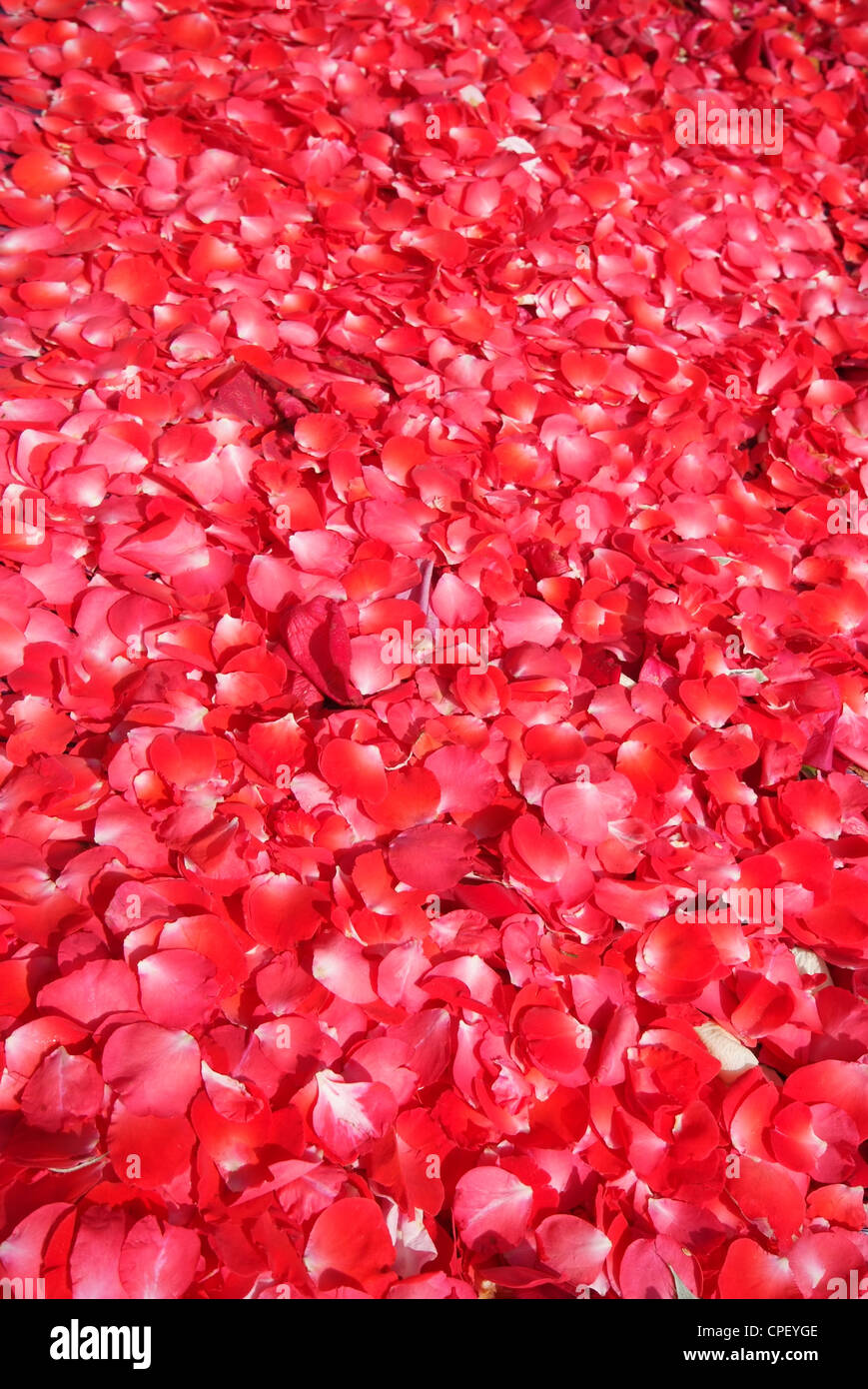 Rose petals hi-res stock photography and images - Alamy