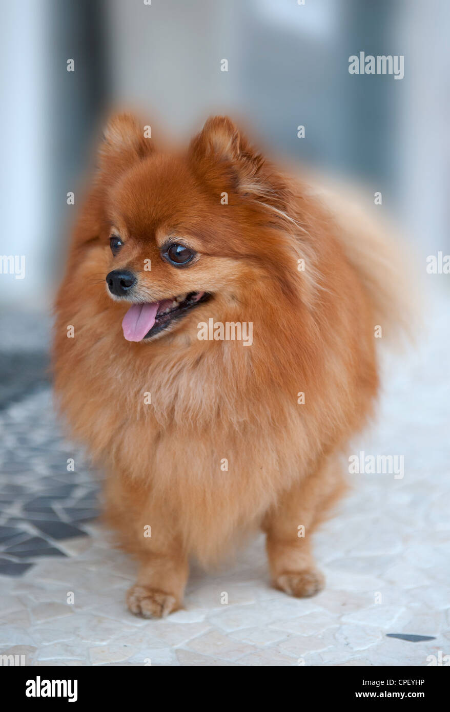German Spitz Dog High Resolution Stock Photography and Images - Alamy