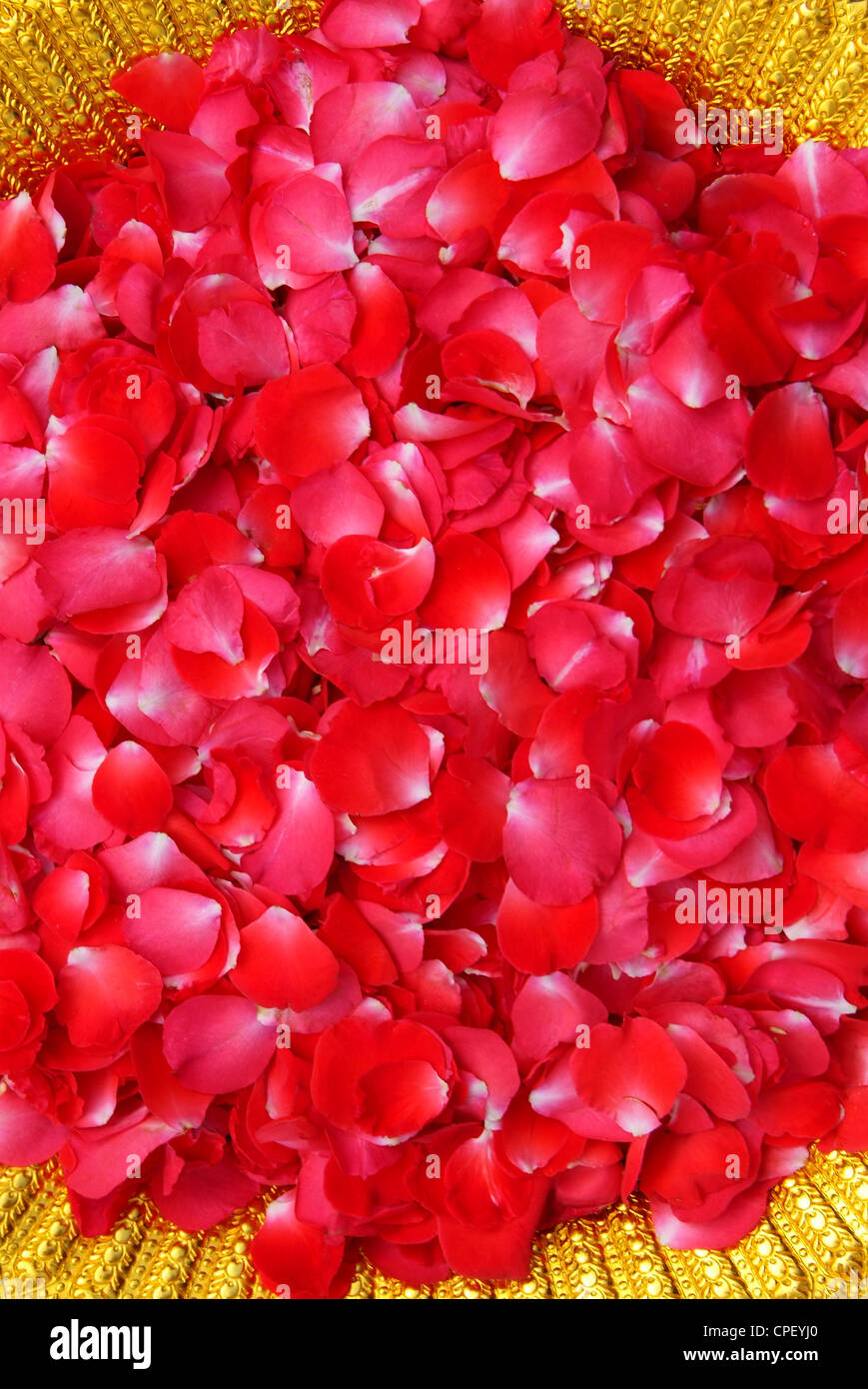 Red rose petals beautiful in Golden Bowl Stock Photo - Alamy
