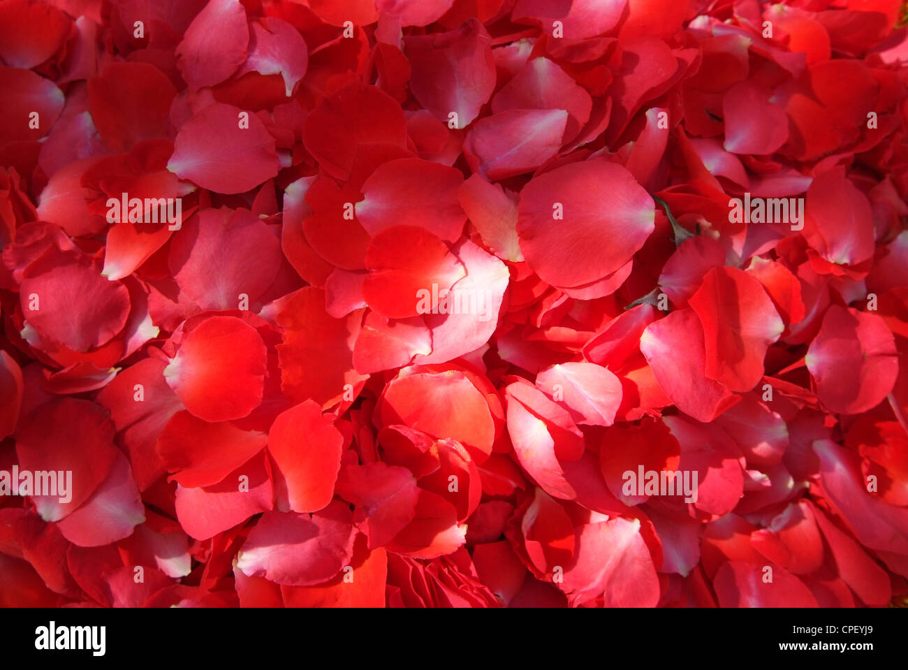 Background of red rose petals Stock Photo - Alamy