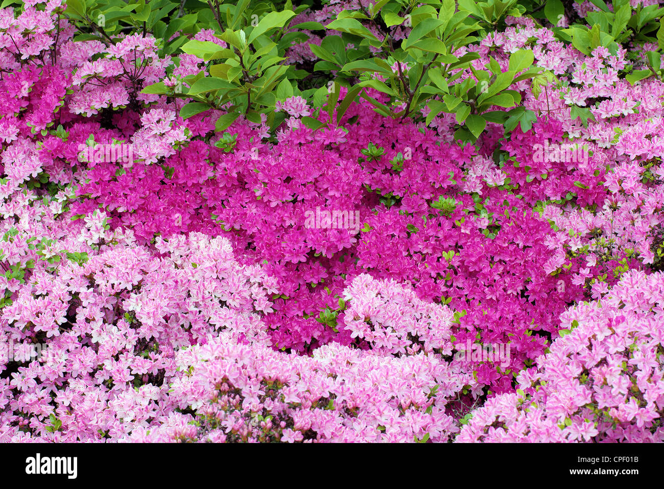 Purple pink Rhododendron rich abundant blossom Stock Photo - Alamy