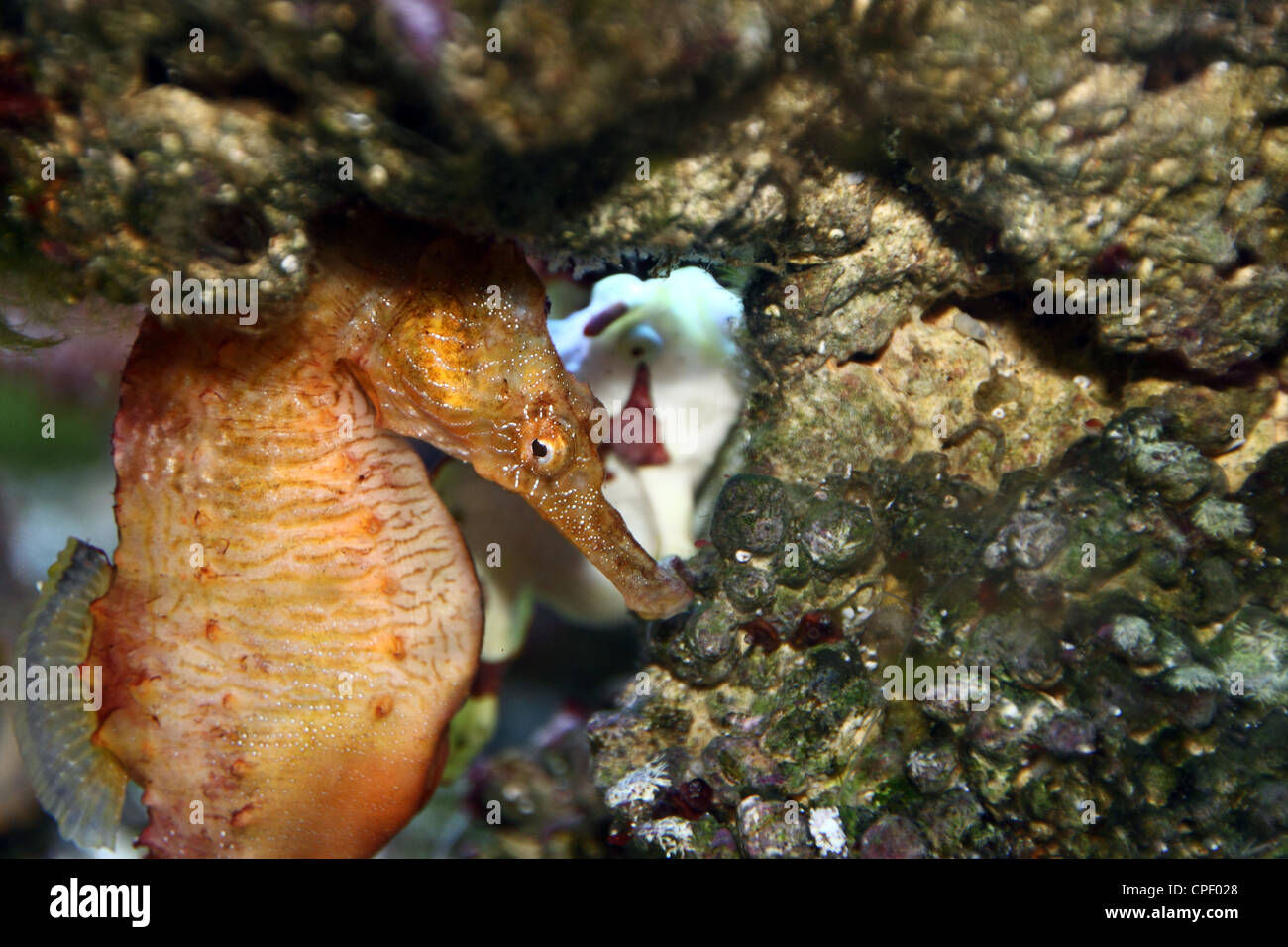 Sea pony seahorse hi-res stock photography and images - Alamy