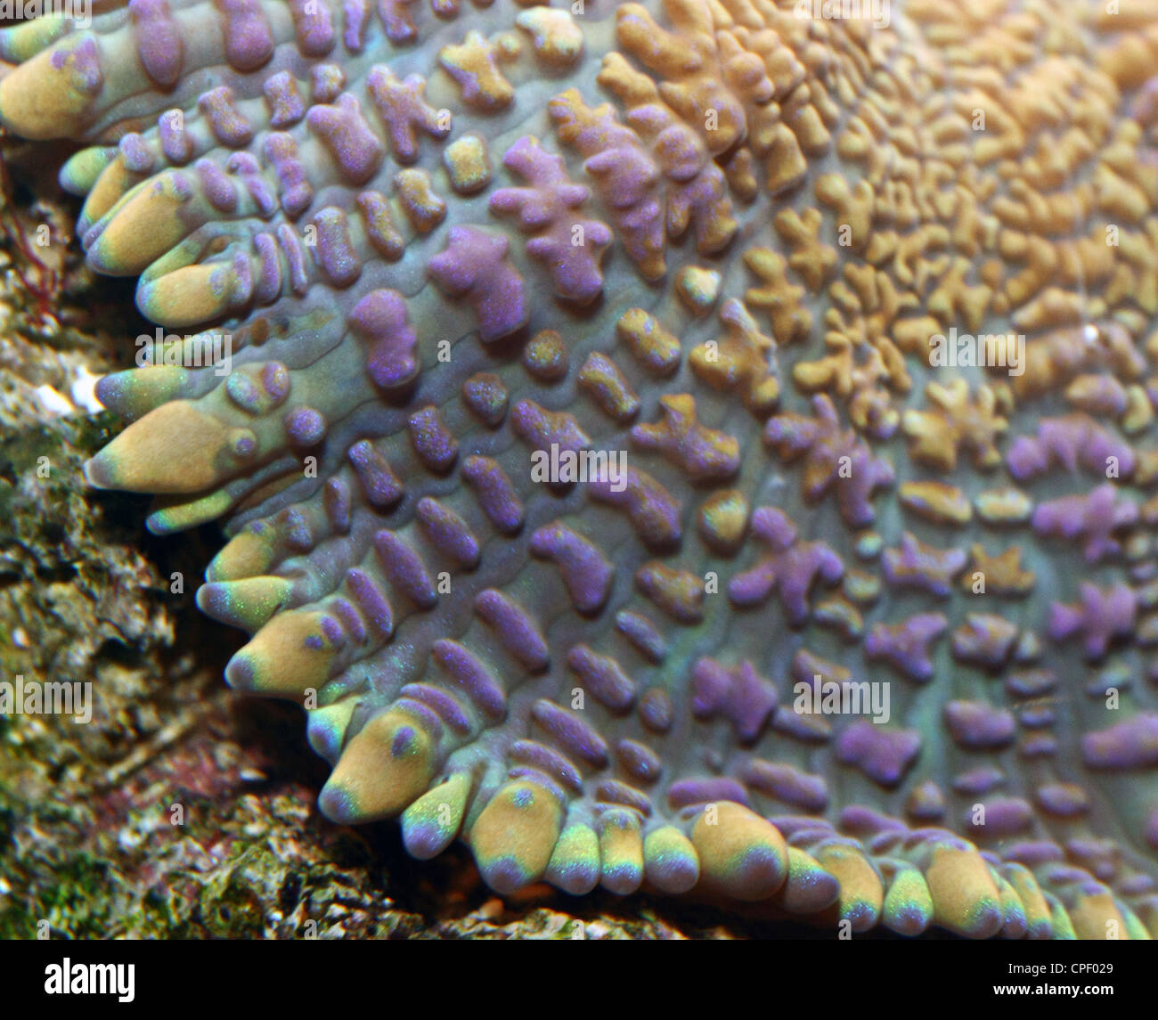 Mushroom reef hi-res stock photography and images - Alamy