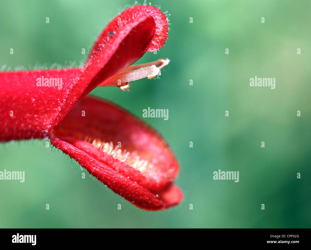 Screaming flower hi-res stock photography and images - Alamy