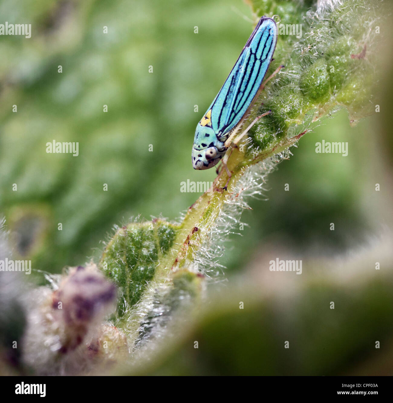 Blue leafhopper hi-res stock photography and images - Alamy