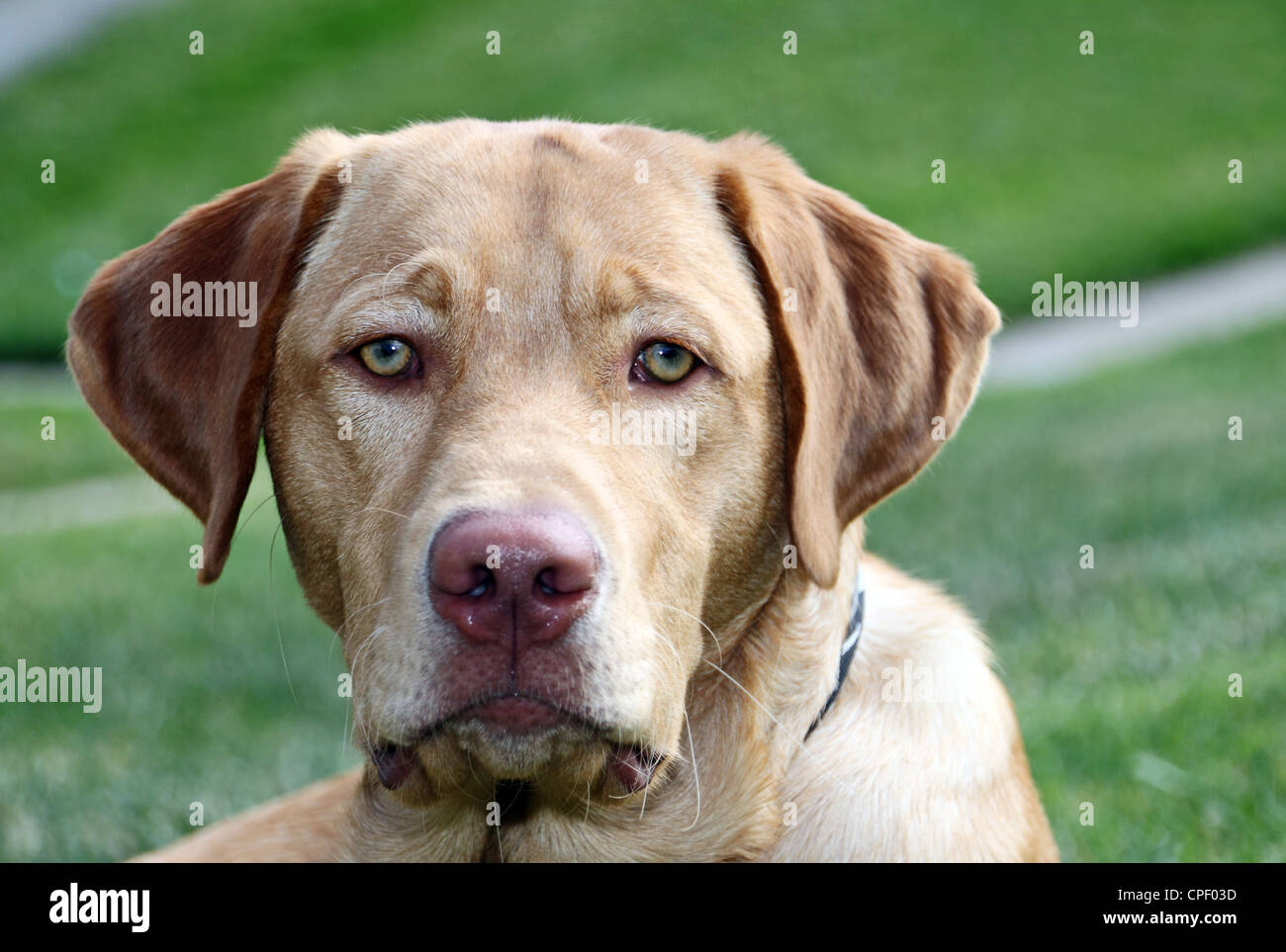 What Is A Dudley Labrador