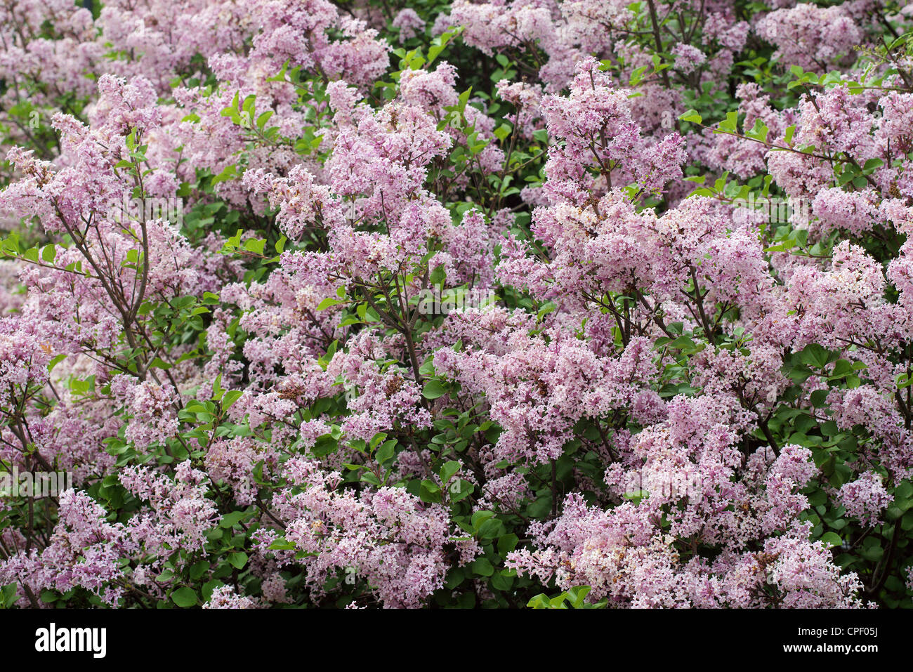 Lilac Syringa microphylla at full bloom Stock Photo - Alamy
