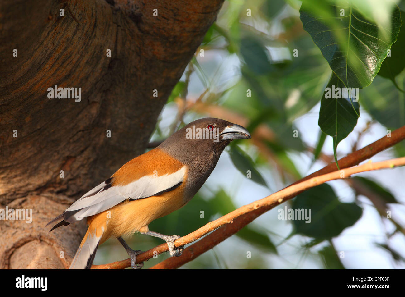 Indian treepie bird hi-res stock photography and images - Alamy