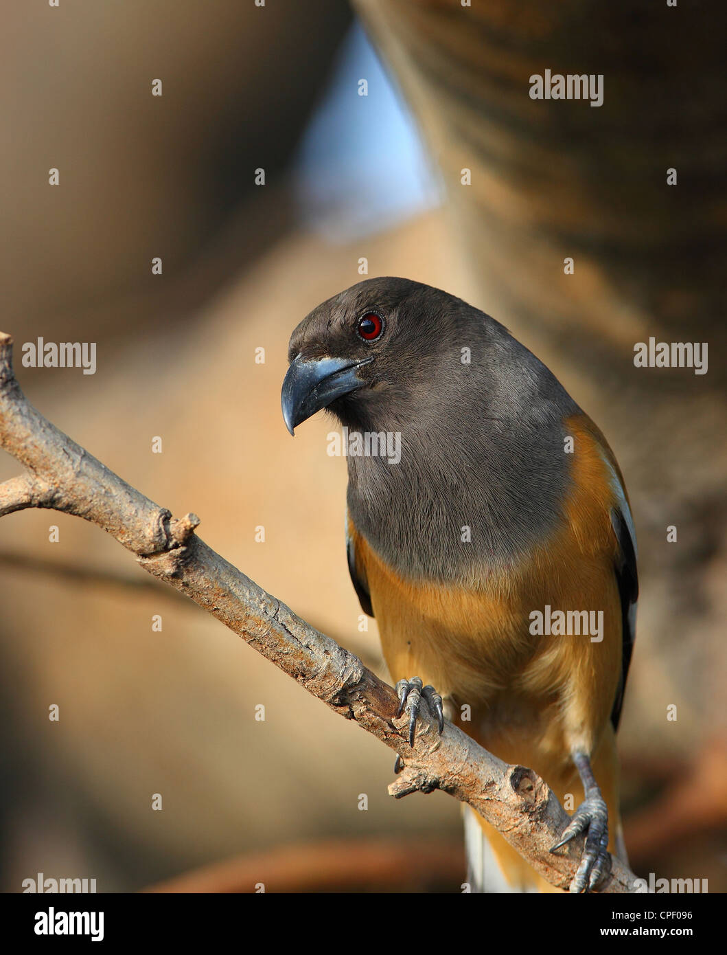 Rufous Treepie in Bhartpur bird sanctuary Stock Photo - Alamy