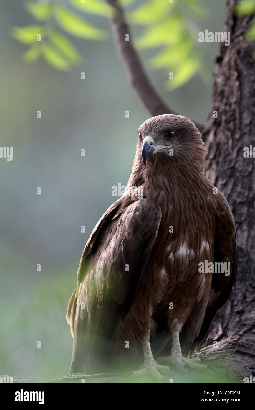Indian black kite raptor bird hi-res stock photography and images - Alamy