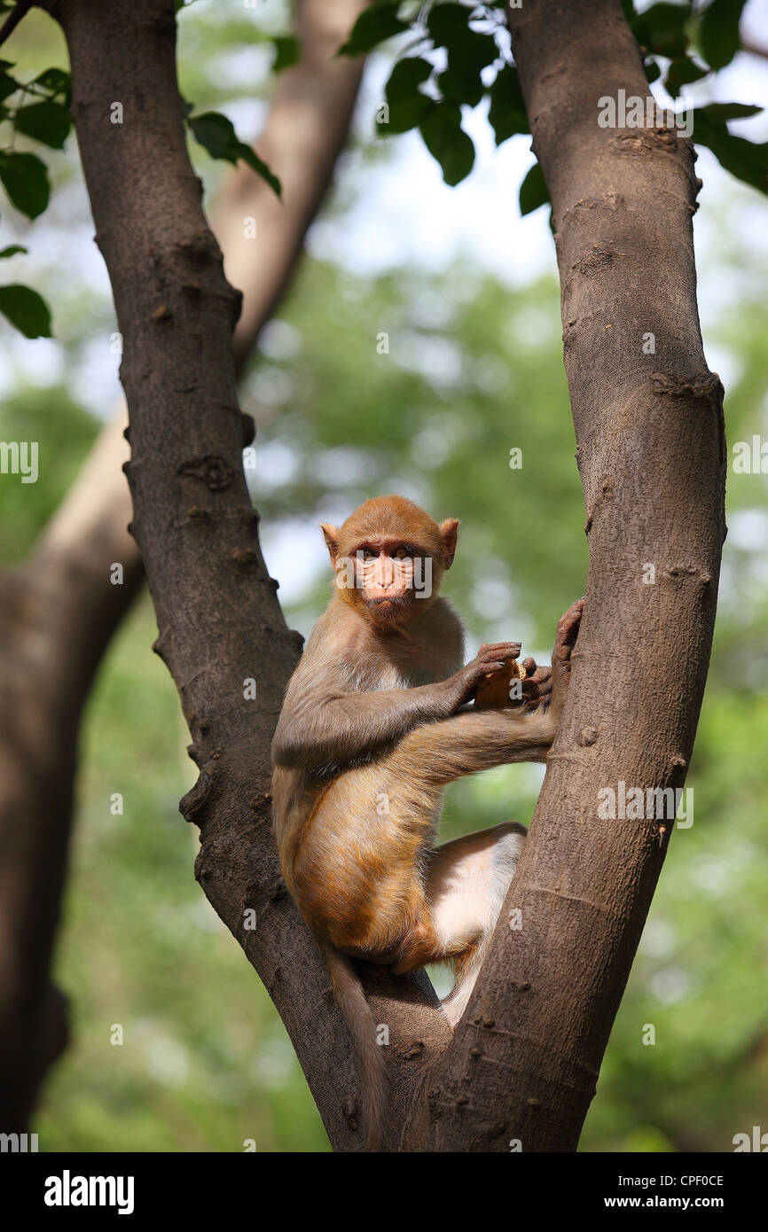 Portrait of Rhesus macaque Stock Photo - Alamy