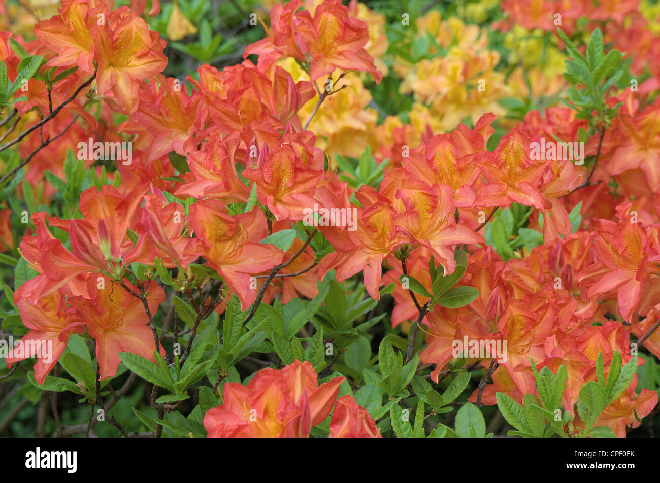 Orange rhododendron "Saturnus" blossom Stock Photo - Alamy