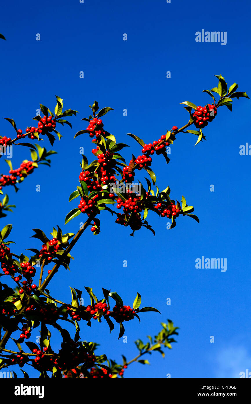 Holly Tree with berries Autumn The Fall Alderley Edge Cheshire England ...