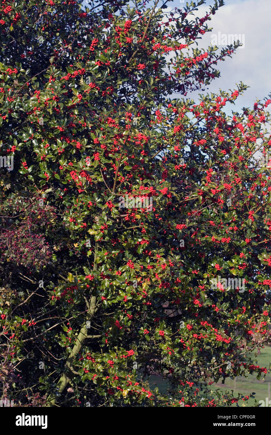 Holly Tree with berries Autumn The Fall Alderley Edge Cheshire England ...