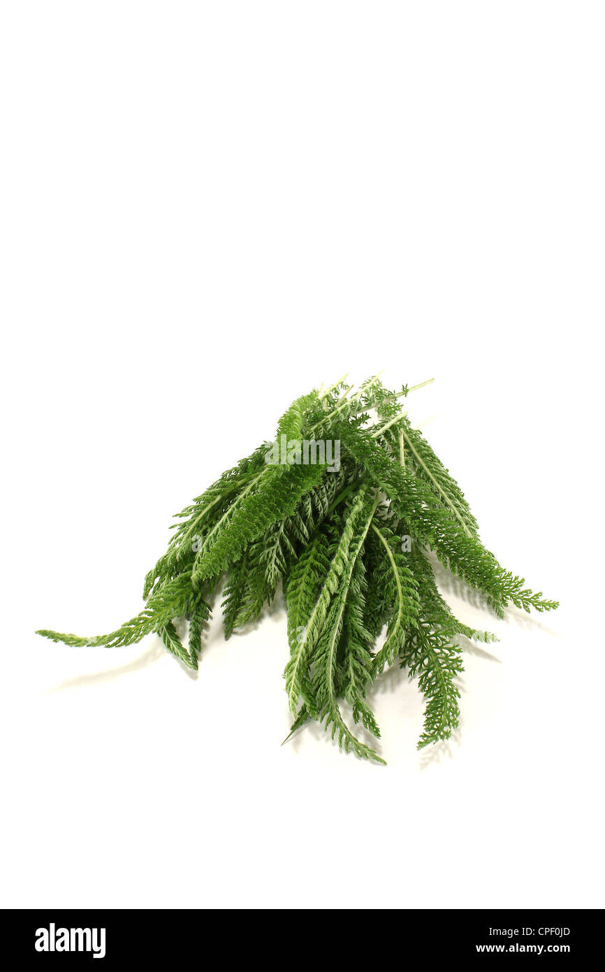 fresh green Yarrow with leaves on a bright background Stock Photo - Alamy