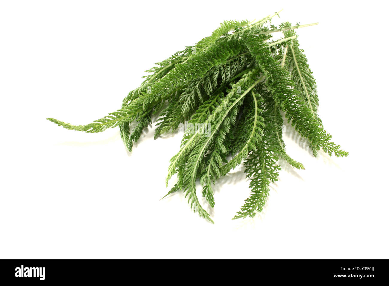 green Yarrow with leaves on a bright background Stock Photo - Alamy