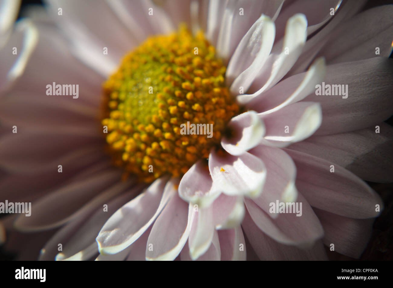 Macro of a daisy hi-res stock photography and images - Alamy