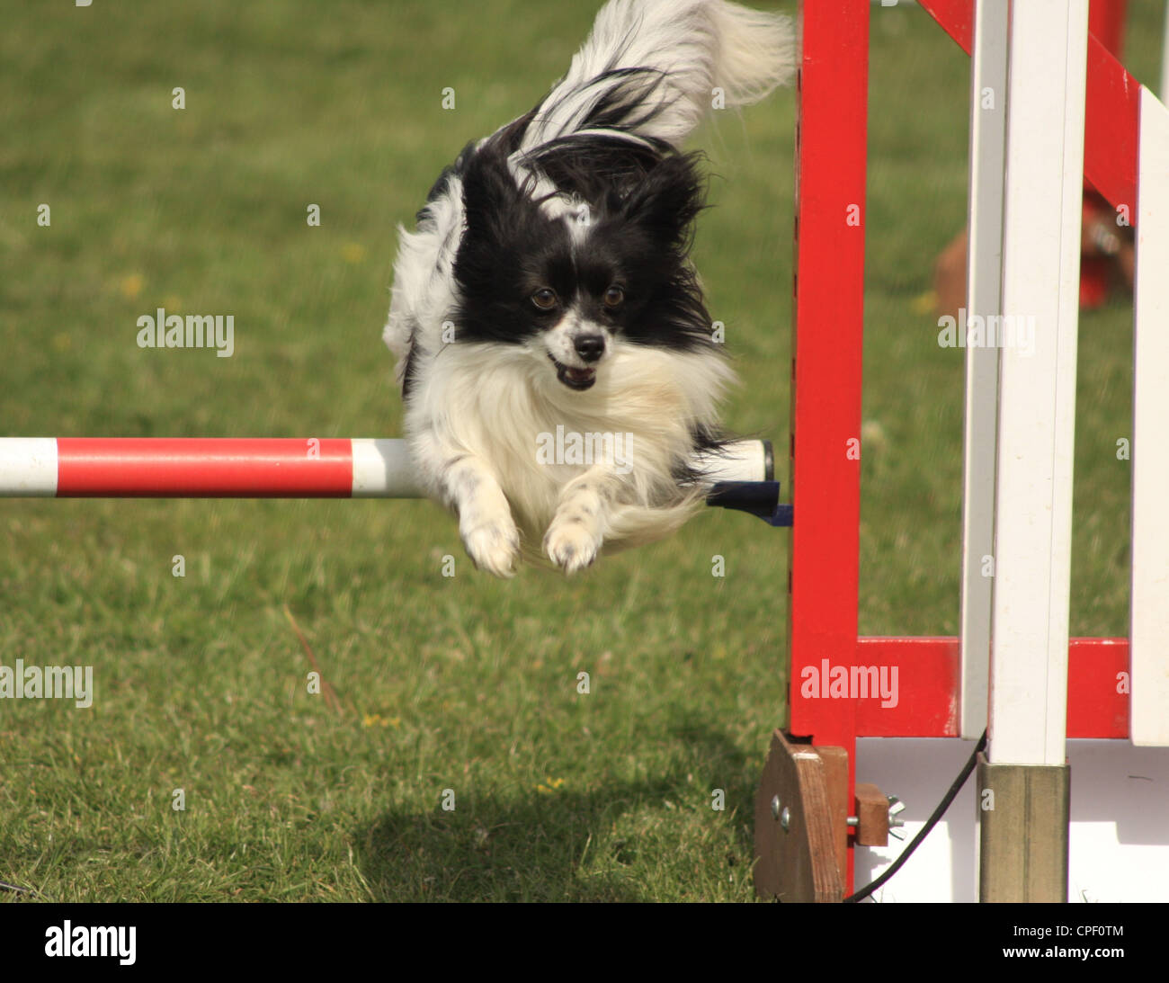 Dog agility dog jumping hi-res stock photography and images - Alamy