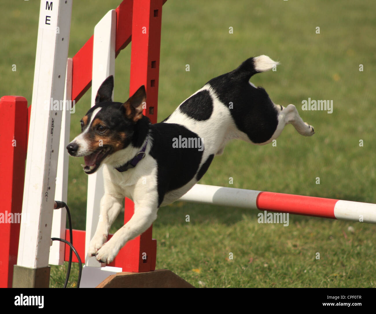Dog Agility Dog Jumping High Resolution Stock Photography and Images ...