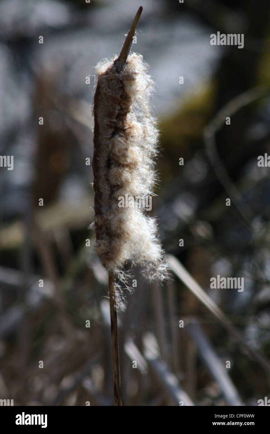 Bull rushes hi-res stock photography and images - Alamy
