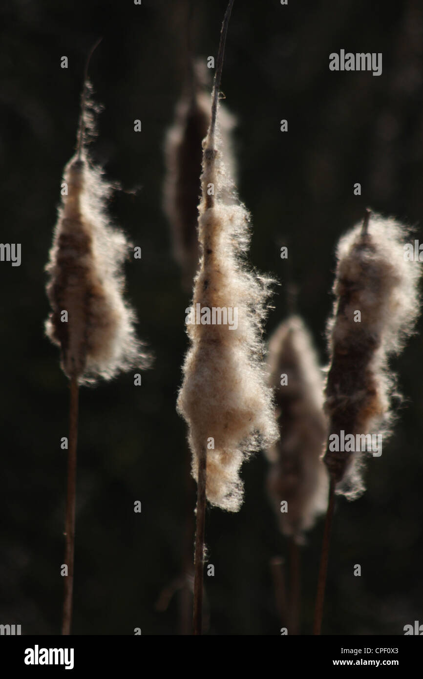 Bull rushes hi-res stock photography and images - Alamy