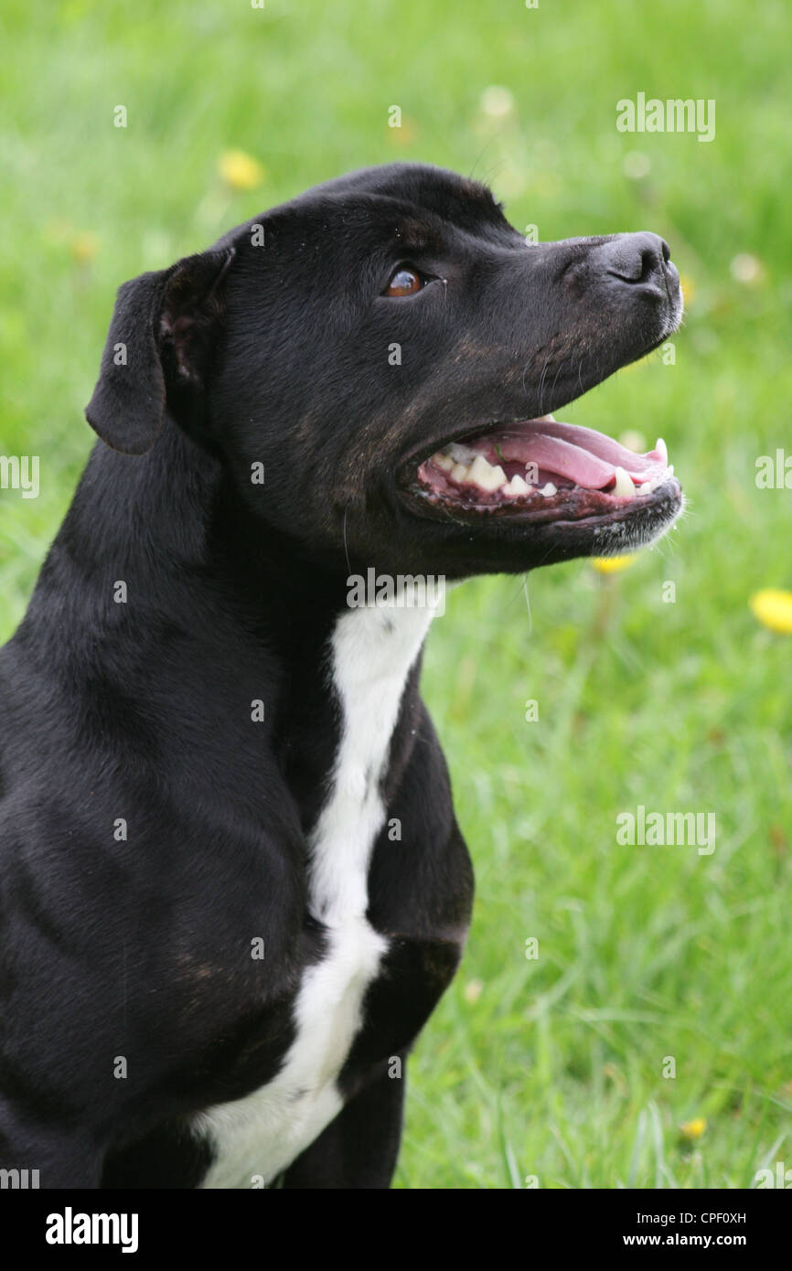 Black staffordshire bull terrier hi-res stock photography and images ...