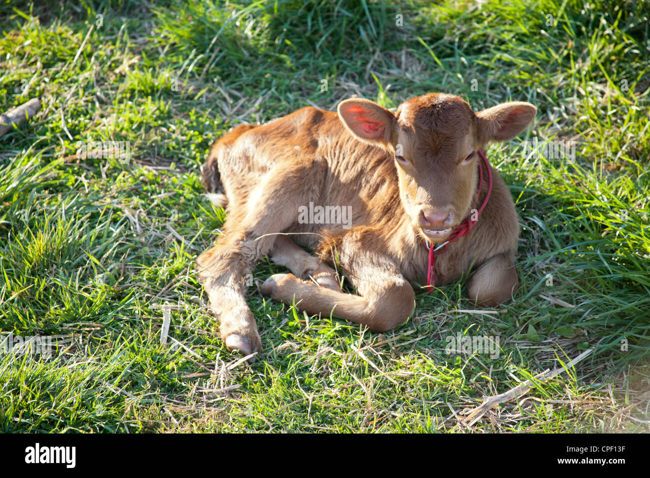 Calf dairy breed hi-res stock photography and images - Alamy