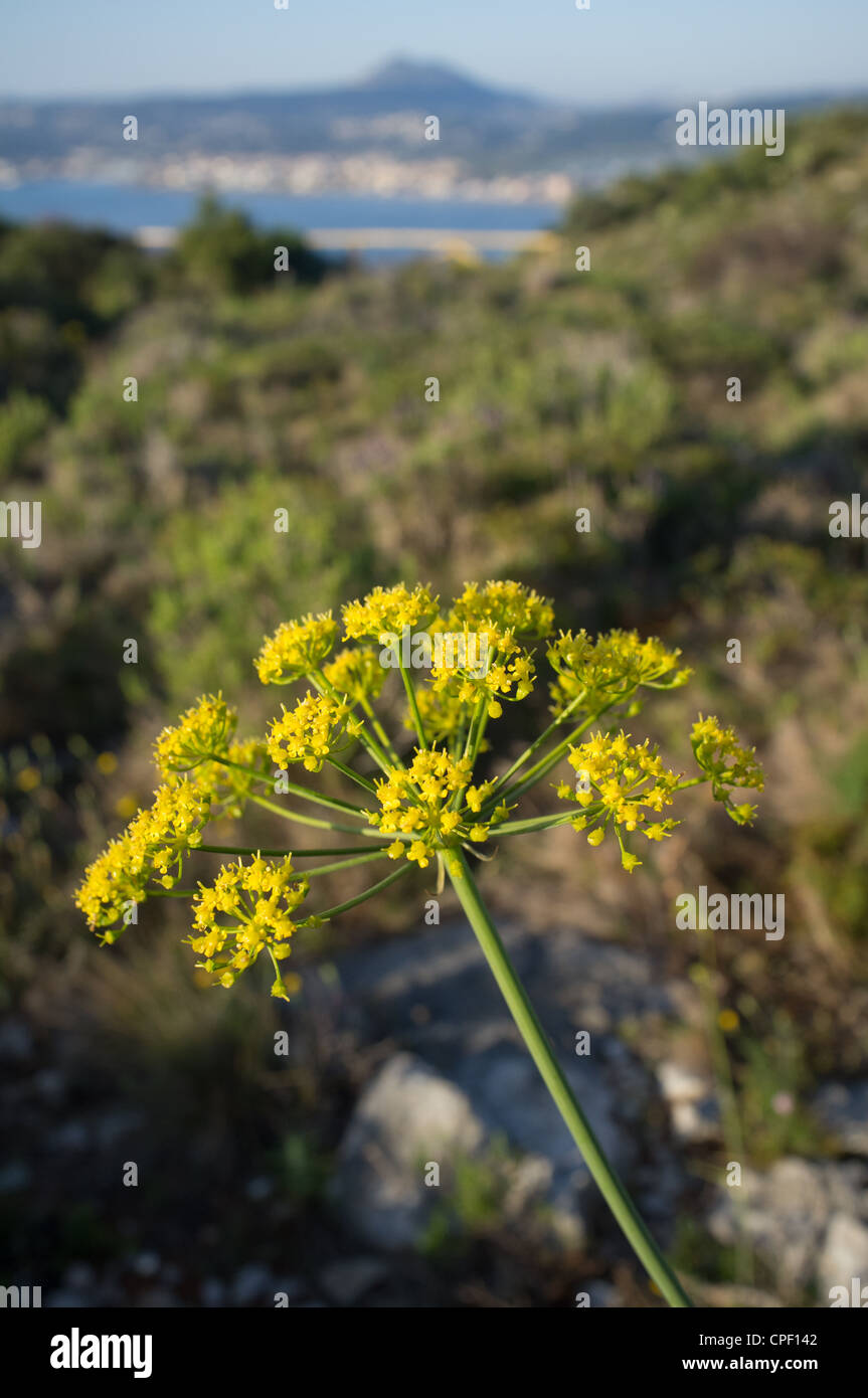 Wild fennel flower on a Mediterranean coastal landscape Stock Photo - Alamy
