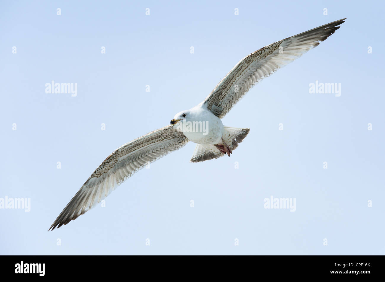 Seagul in flight Stock Photo - Alamy