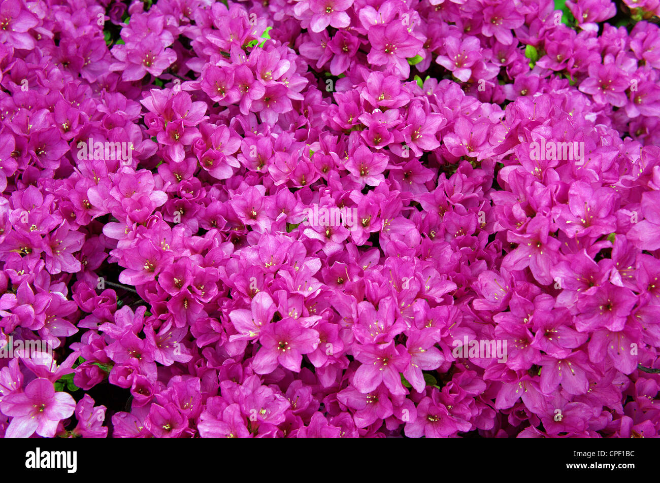 Purple pink Rhododendron rich blossom Rhododendron "Doubrava Stock ...