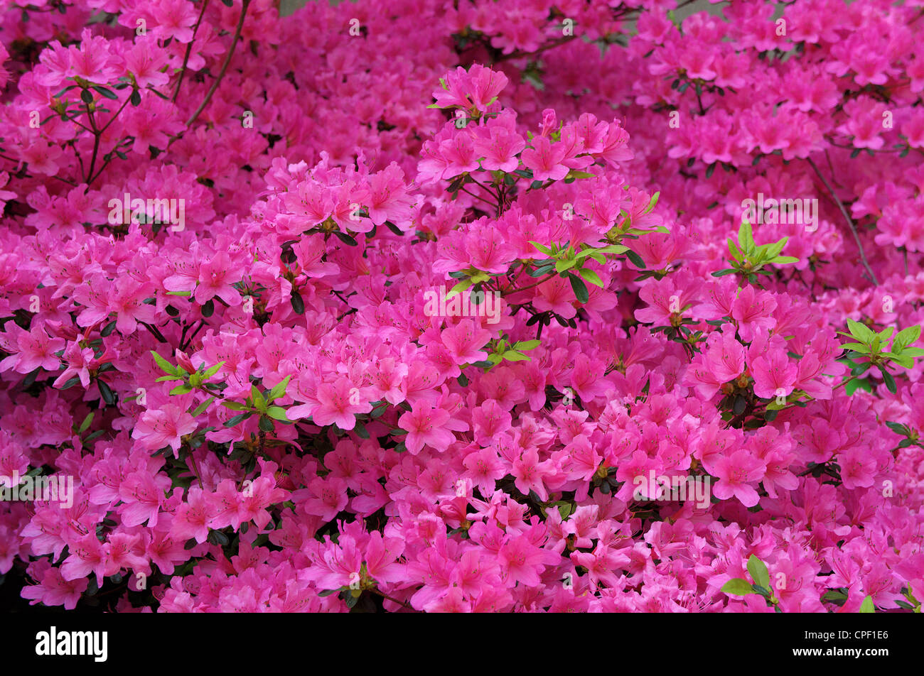 Pink purple rich abundant rhododendron blossom "Fedora Stock Photo - Alamy
