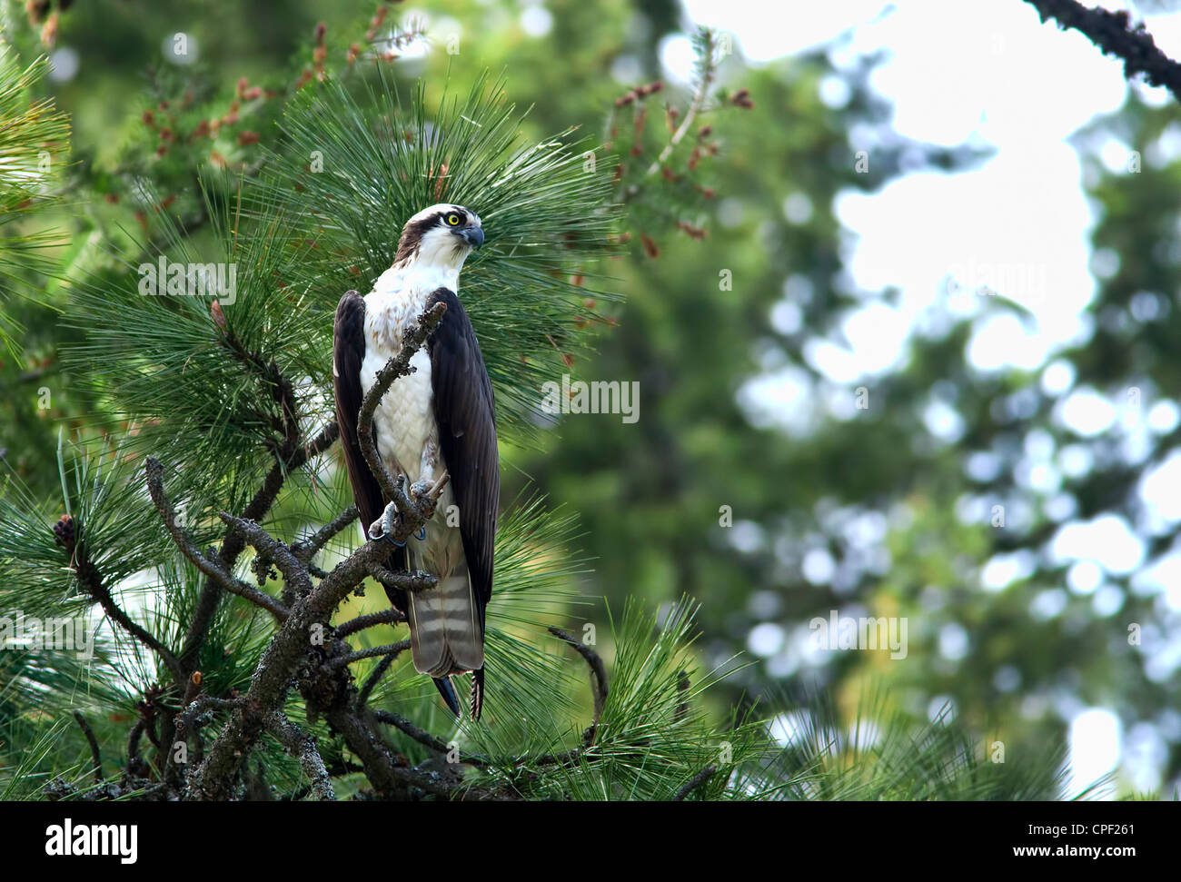 Osprey on pine hi-res stock photography and images - Alamy