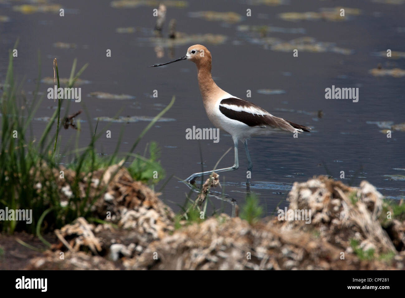 American Avocet (Recurvirostra americana) walking in lake at Summer ...