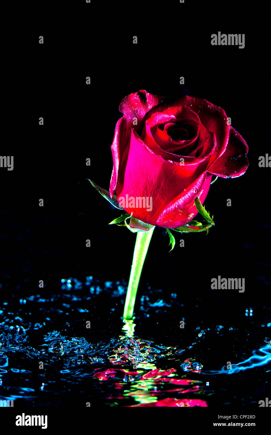 A studio image of a rose rising up out of the water Stock Photo - Alamy