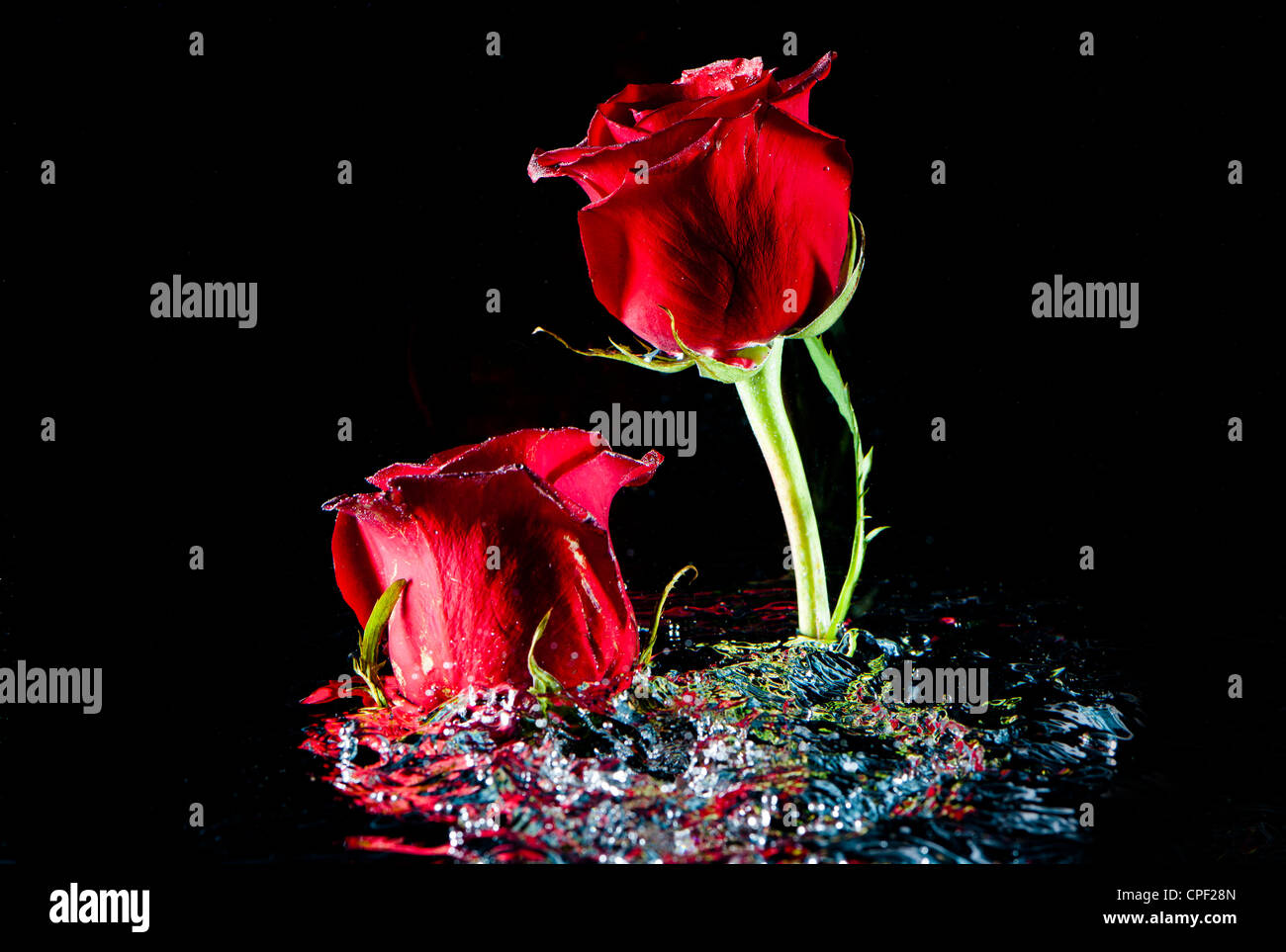 A studio image of roses rising up out of the water Stock Photo - Alamy