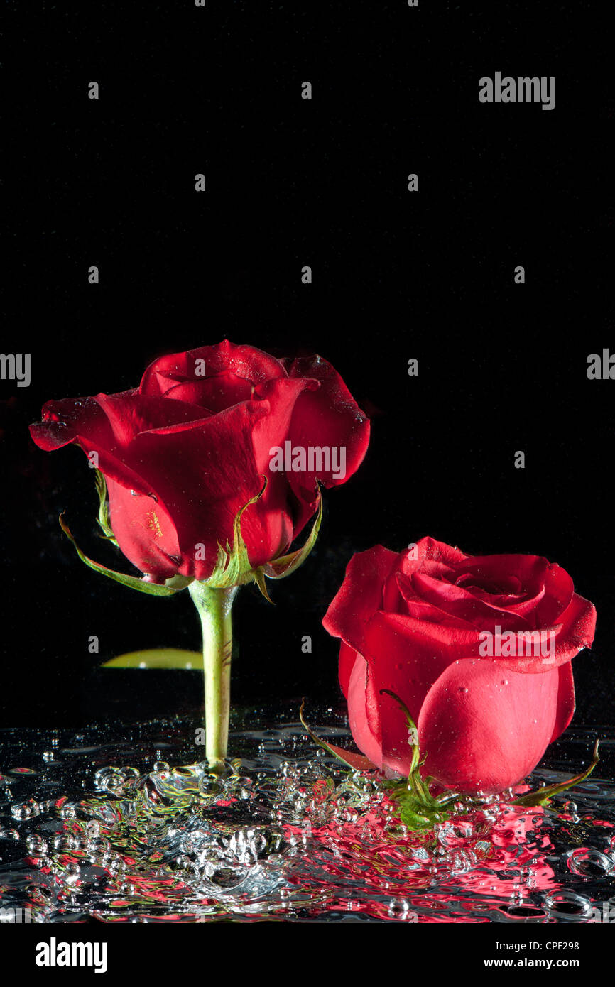 A studio image of roses rising up out of the water Stock Photo - Alamy