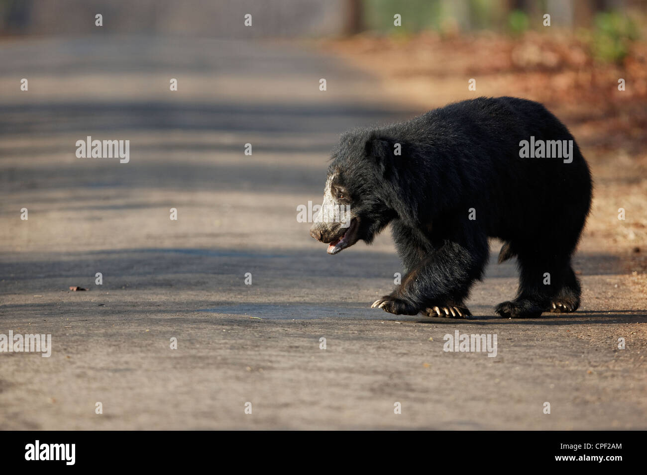 Sloth bear (Ursus ursinus) crossing the forest track at Tadoba, India ...