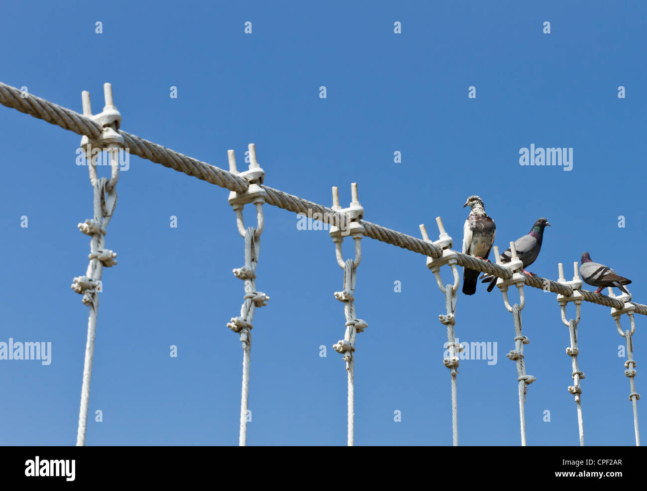 Pigeons on white sling Stock Photo - Alamy