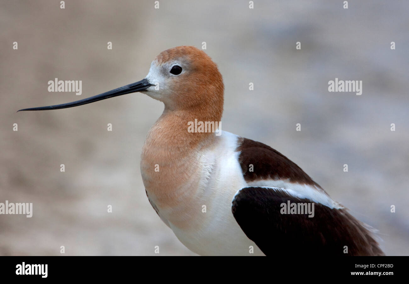 American Avocet (Recurvirostra americana) close-up side view at Summer ...