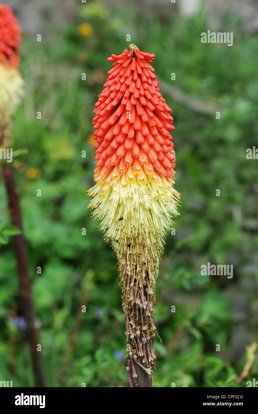 Red hot poker flower Uk Stock Photo - Alamy