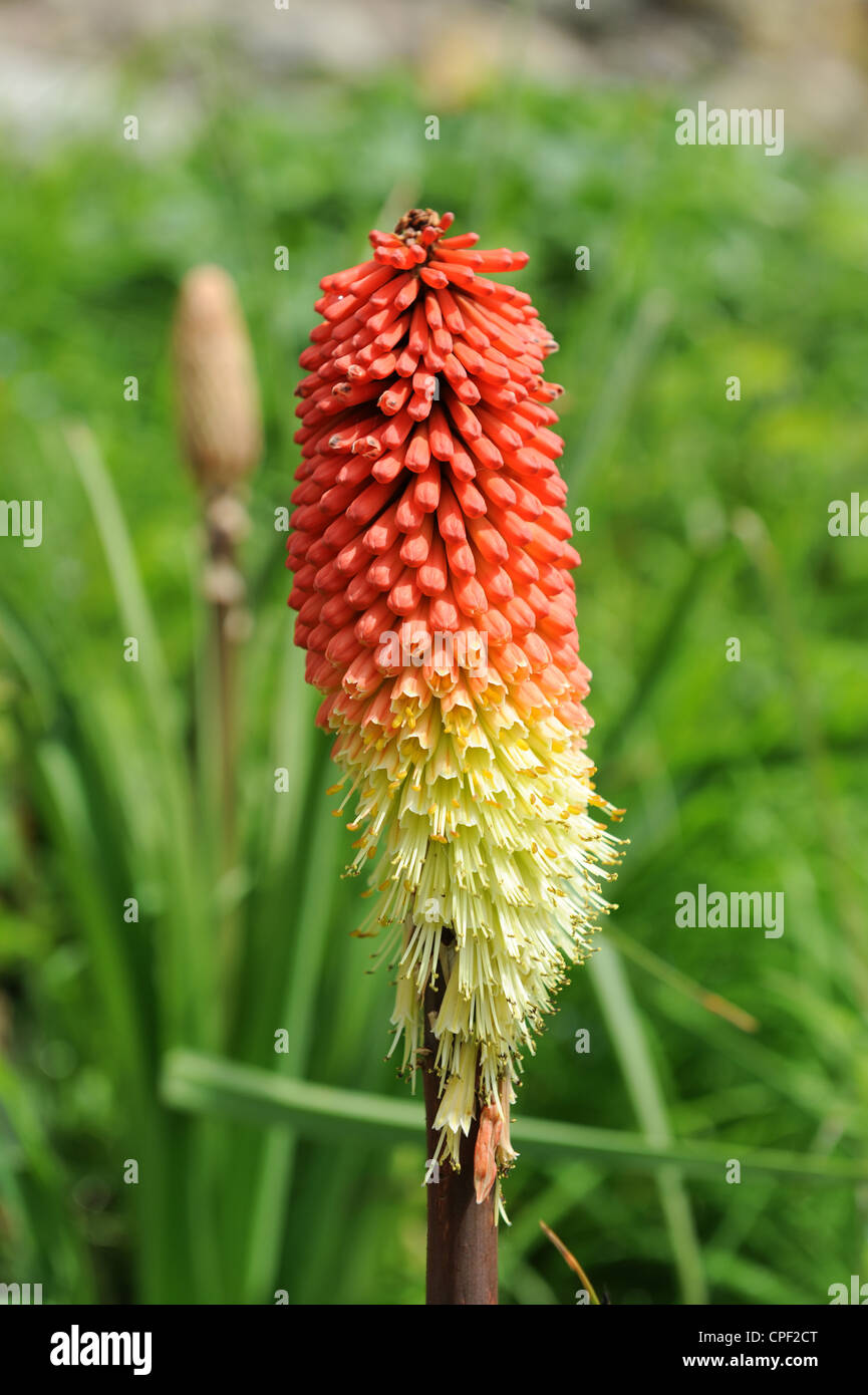 Red hot poker flower Uk Stock Photo - Alamy