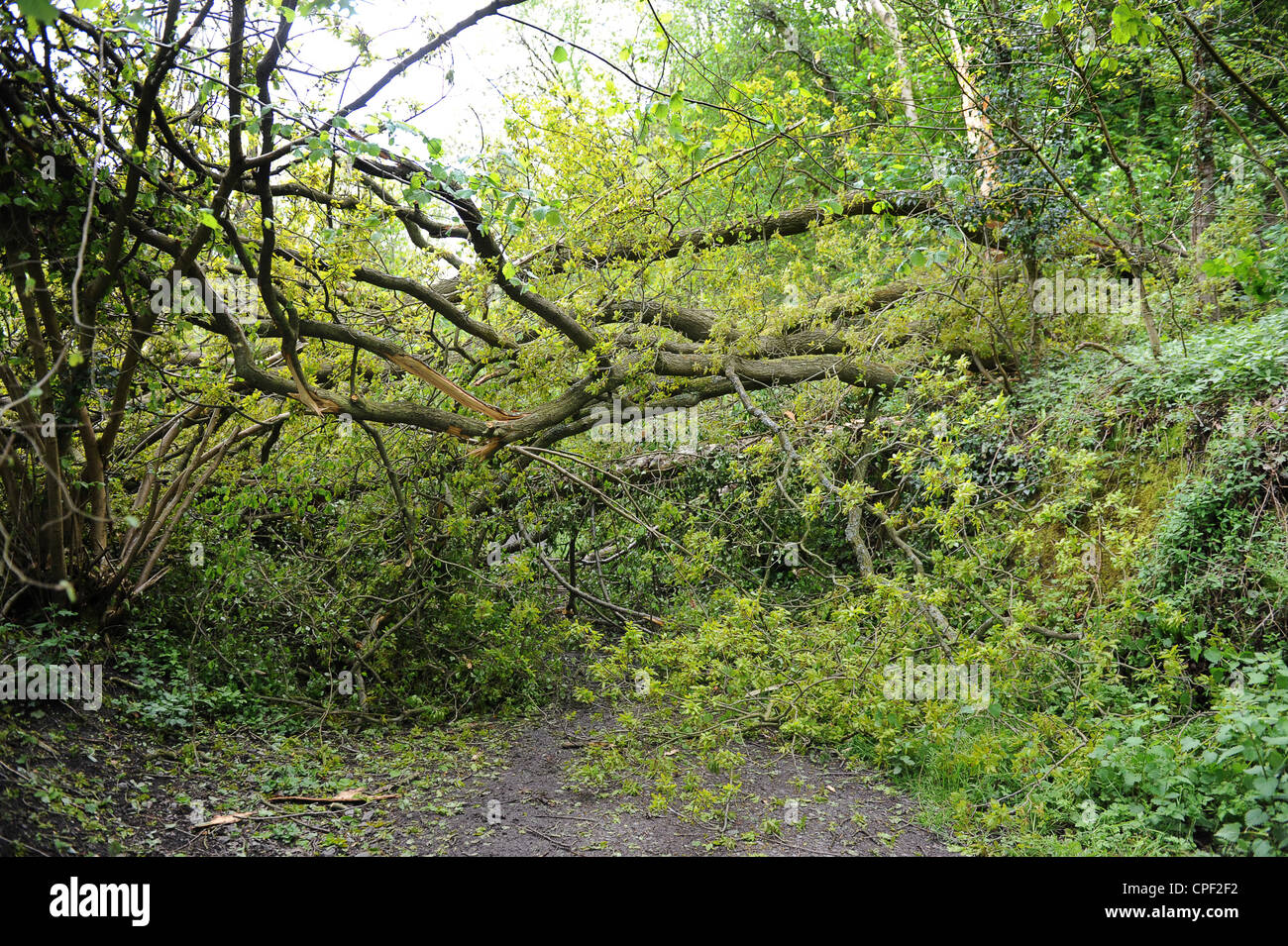 Road pathway blocked by fallen tree uk Stock Photo - Alamy