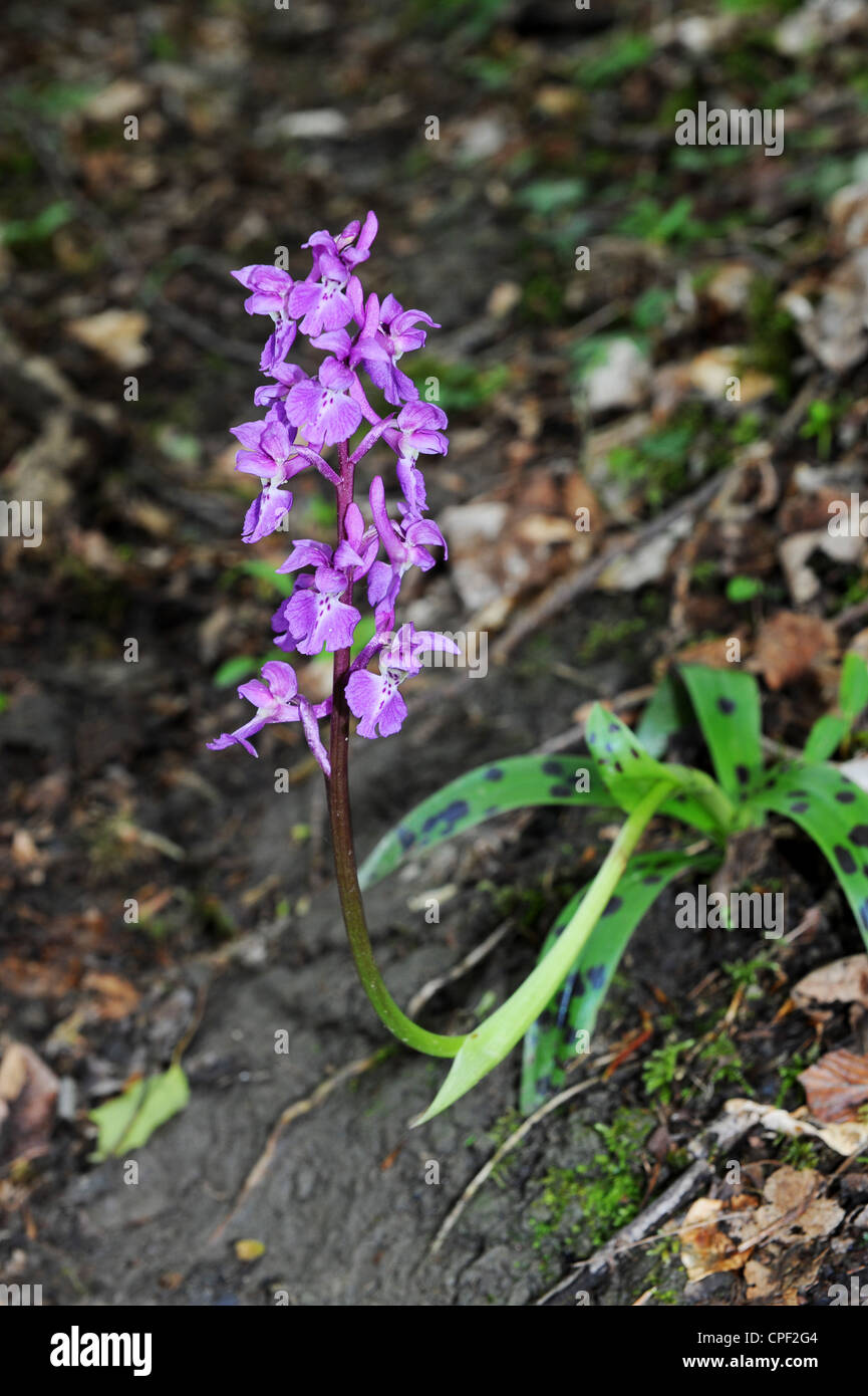 Common Orchid growing in woodland Uk Stock Photo - Alamy