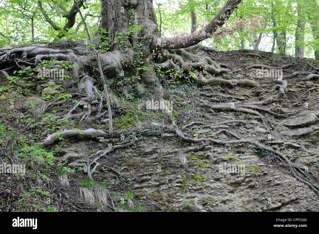 Trees growing in limestone hi-res stock photography and images - Alamy