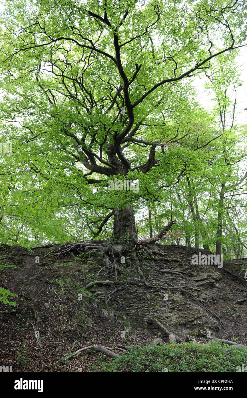 Roots growing into rock hi-res stock photography and images - Alamy