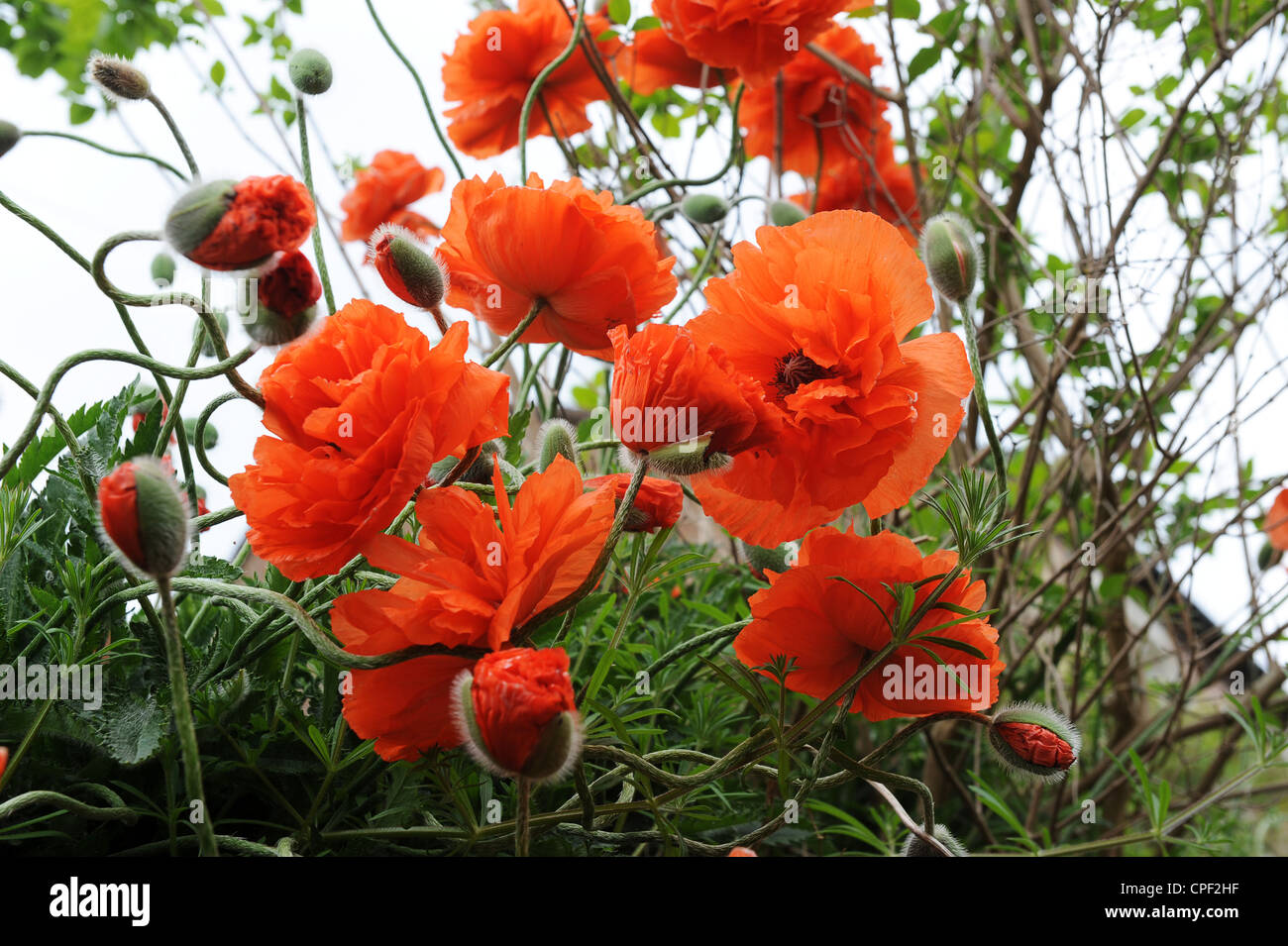 Red poppies hi-res stock photography and images - Alamy