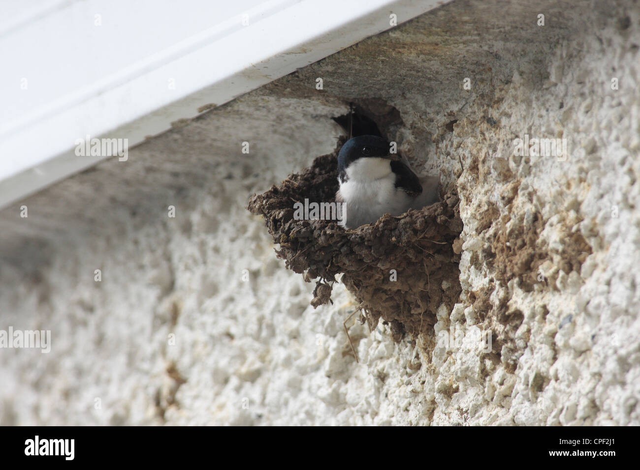 House Martin building a nest Stock Photo - Alamy