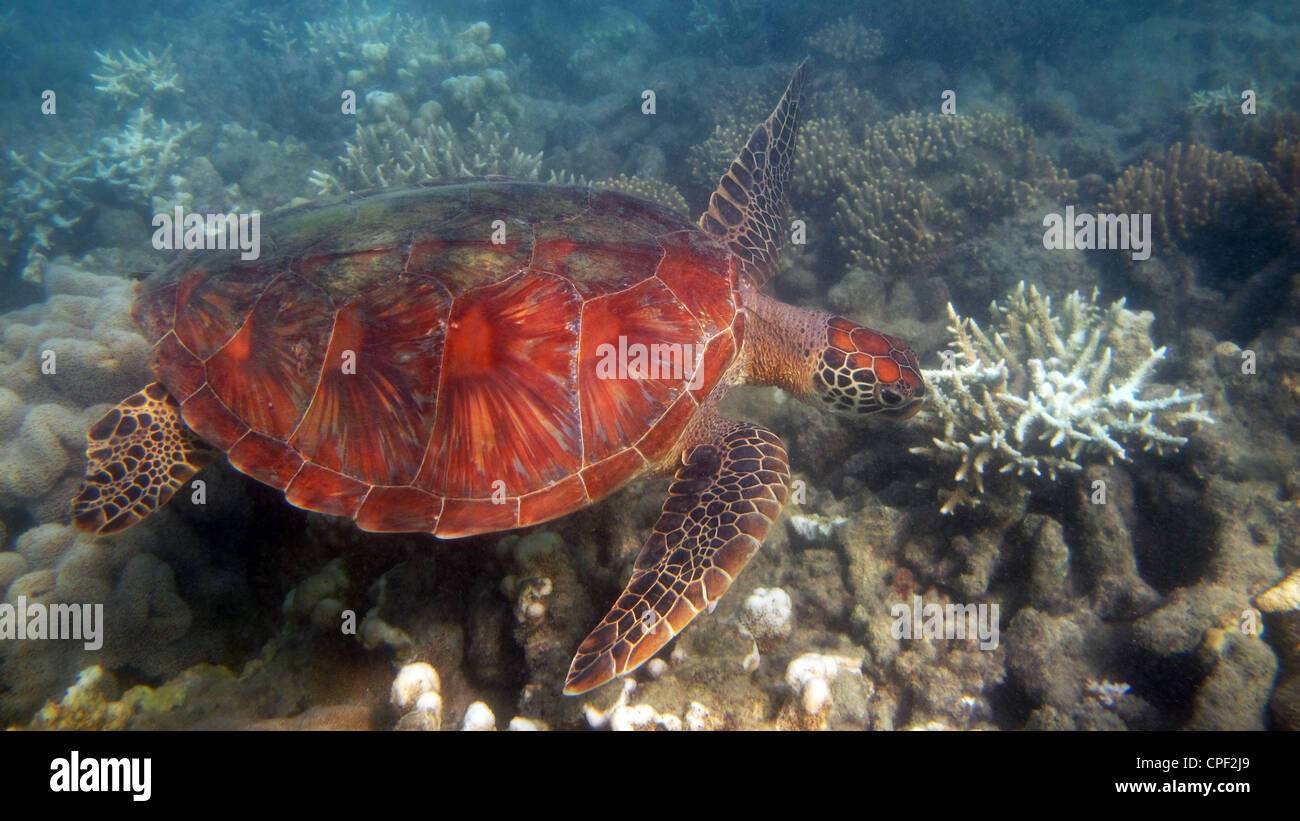 Turtle australia hi-res stock photography and images - Alamy