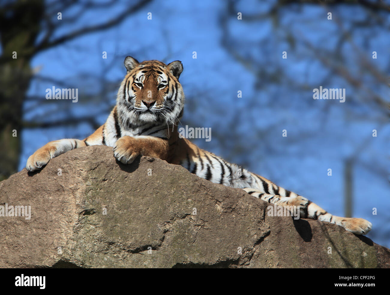 A Tiger laying on a rock overlooking its immediate territory Stock ...